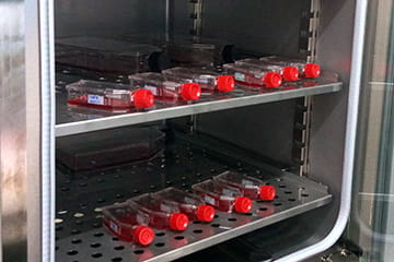 Tran Lab publishes insights on new malaria vaccines efficacy